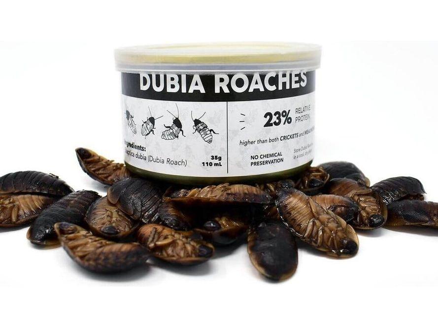 Canned Dubia Roaches - Medium & Large Sizes | ReptileSupply.com