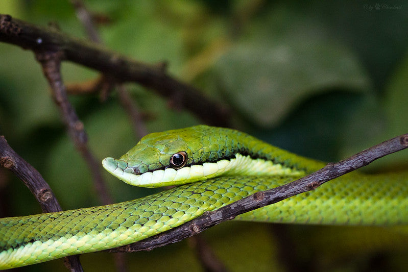 How to Care for Your Baron’s Racer | Reptile Supply