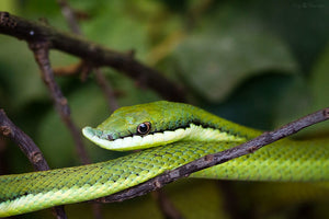 How to Care for Your Baron’s Racer | Reptile Supply