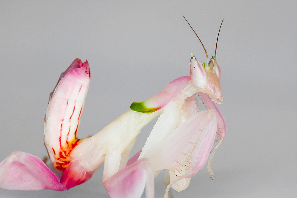 How to Care for Your Orchid Mantis | Reptile Supply