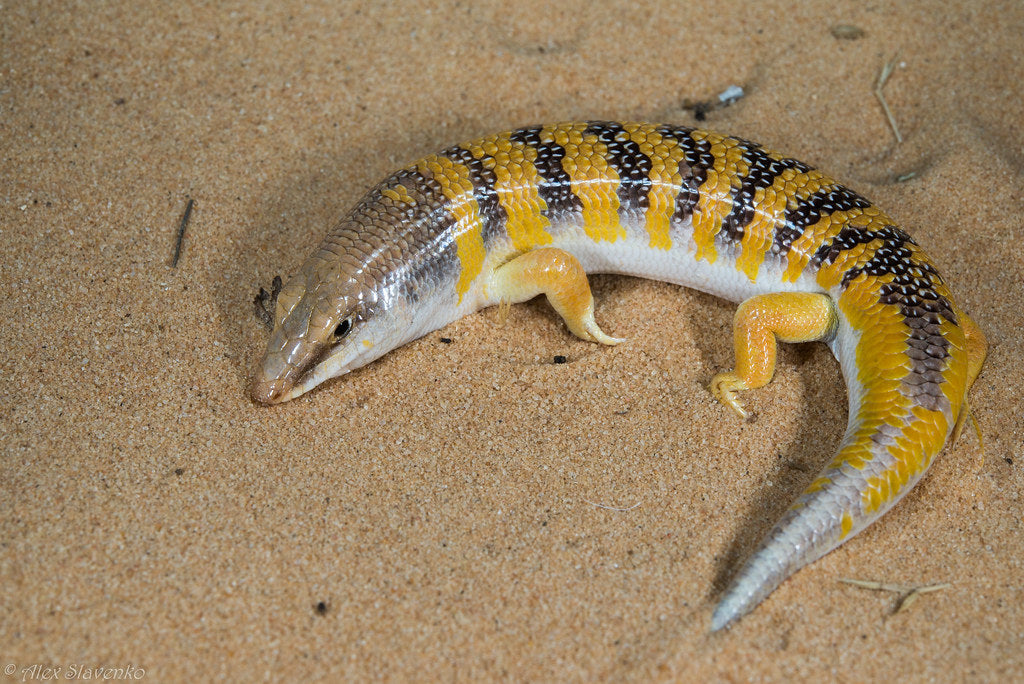How to Care for Your Sandfish Skink | Reptile Supply