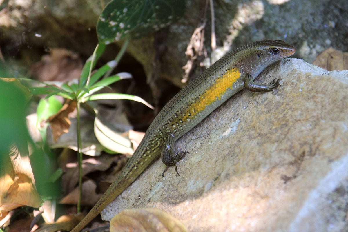 How to Care for Your Sun Skink | Reptile Supply