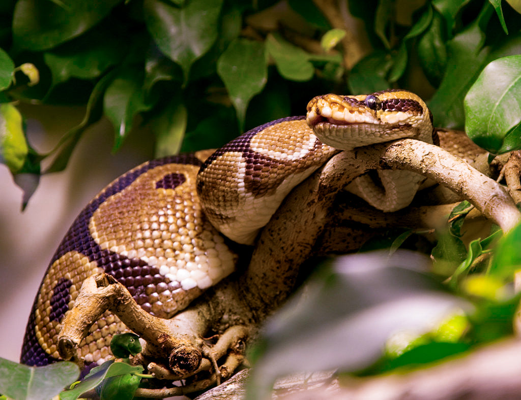 How to Set Up a Ball Python Enclosure | Reptile Supply