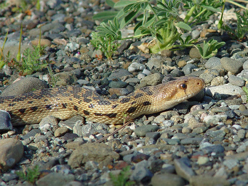 How to Care for Your Gopher Snake | Reptile Supply