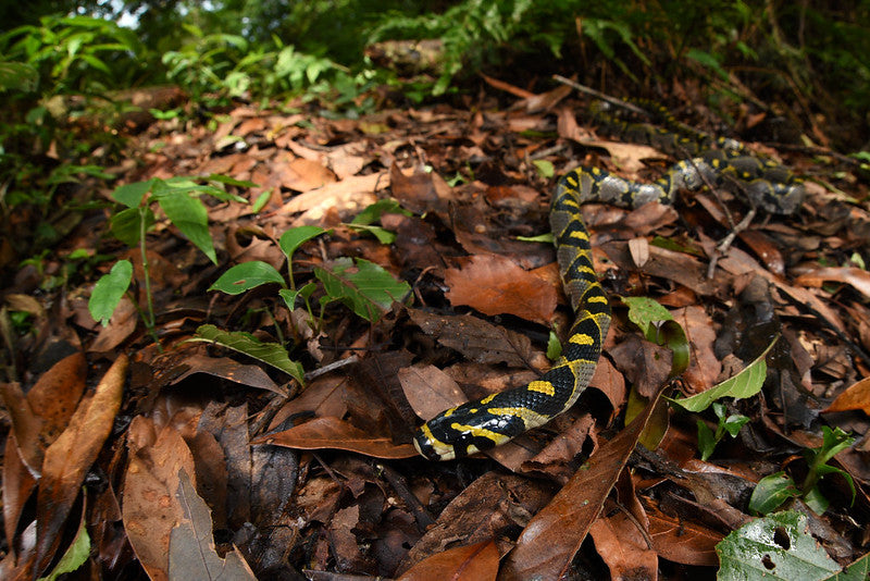 How to Care for Your Mandarin Rat Snake | Reptile Supply