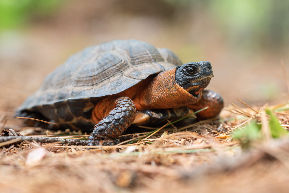 How to Care for Your Wood Turtle | Reptile Supply