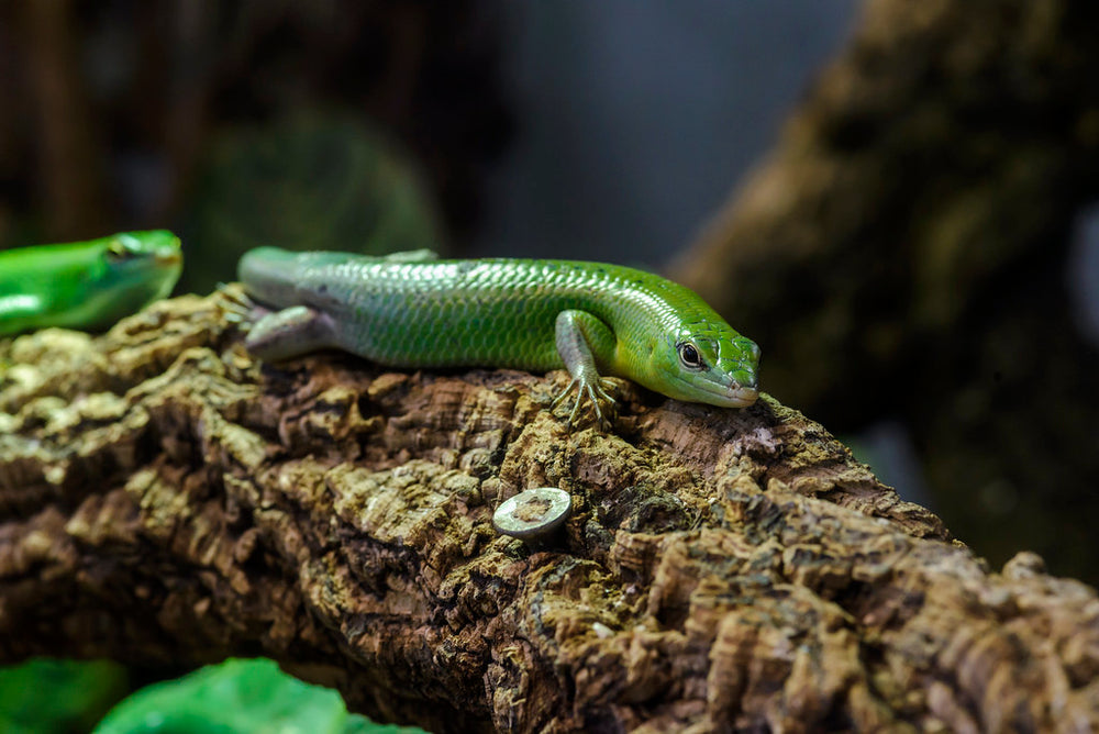 How to Care for Your Emerald Tree Skink | Reptile Supply