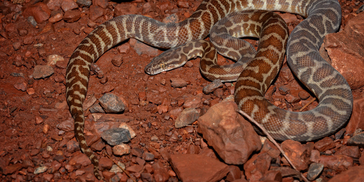 How to Care for Your Stimson’s Python | Reptile Supply