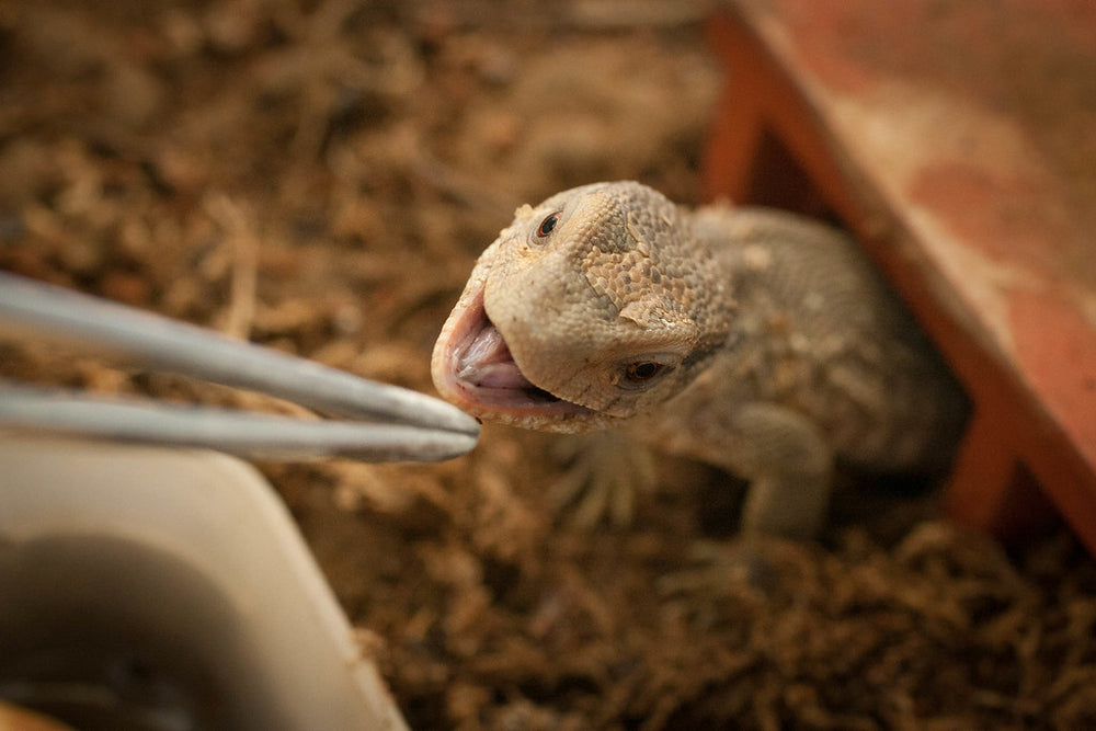 What Can My Savannah Monitor Eat? | Reptile Supply