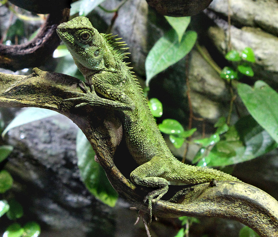 How to Care for Your Mountain Horned Dragon | Reptile Supply