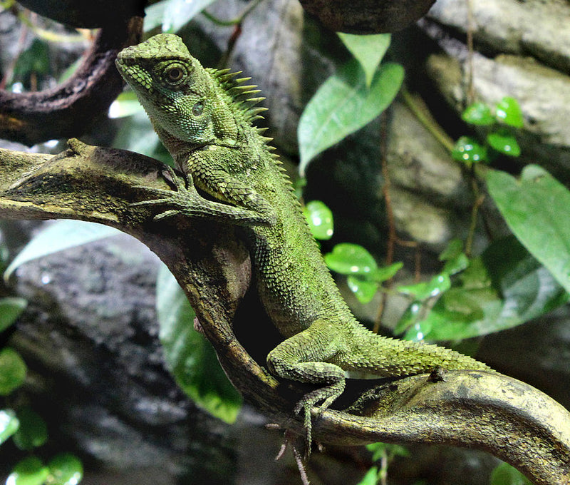 How to Care for Your Mountain Horned Dragon | Reptile Supply