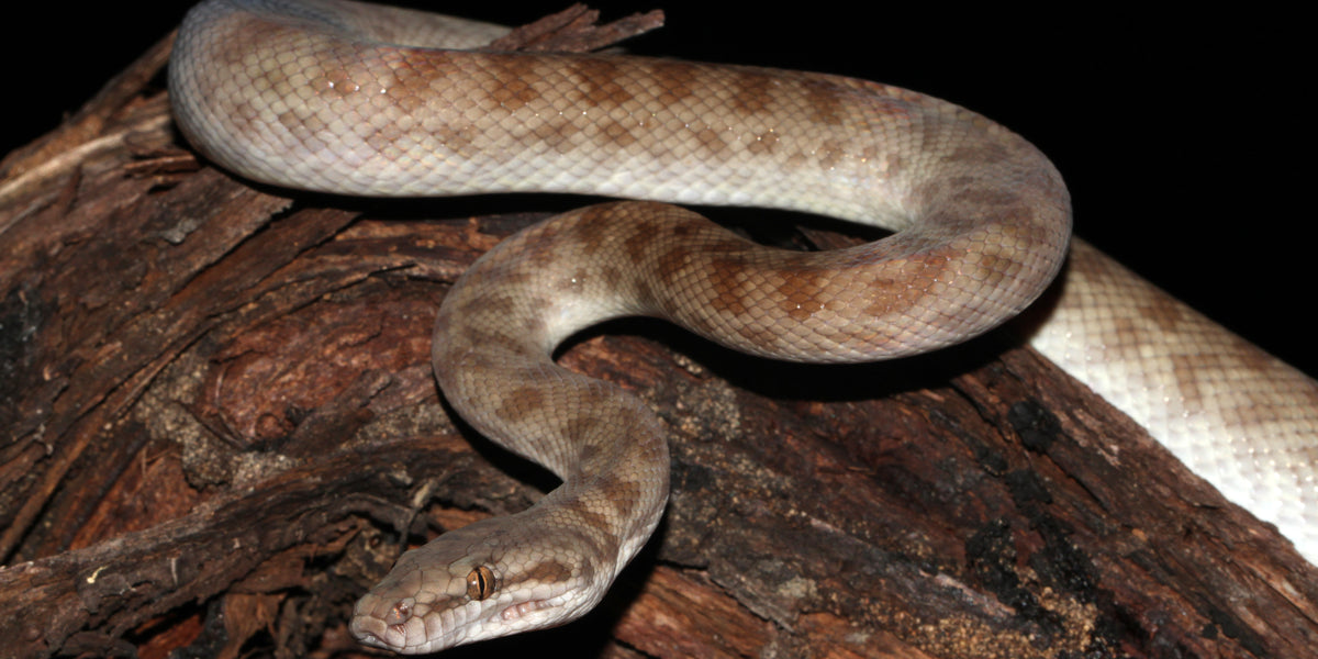 How to Care for Your Children’s Python | Reptile Supply