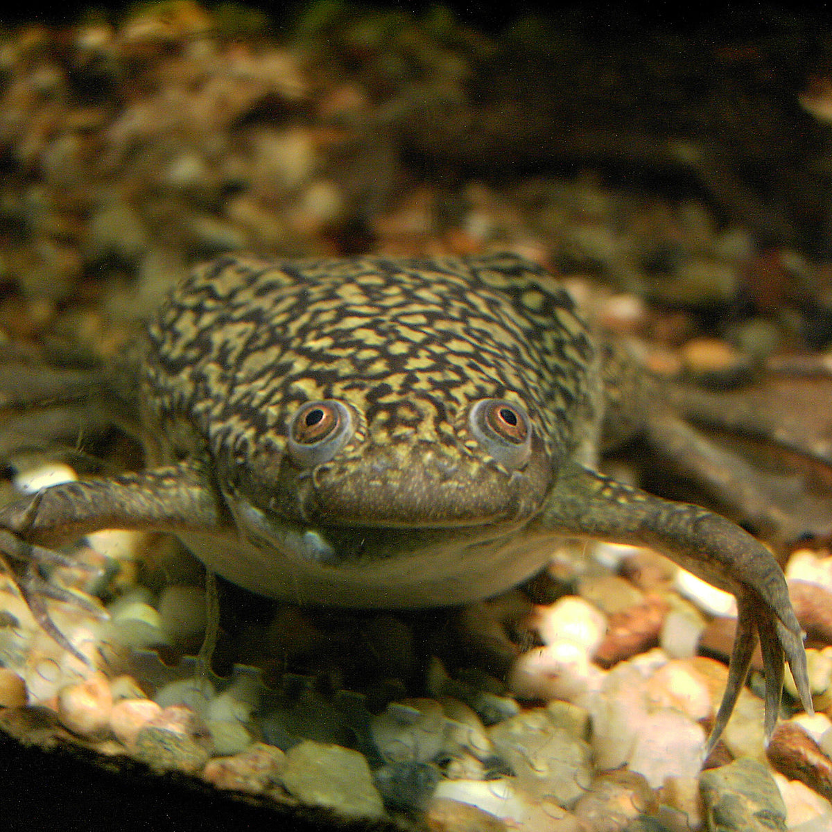 xenopus toad