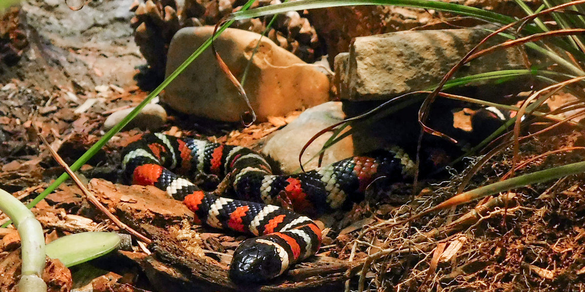 How to Set Up a Kingsnake Enclosure | Reptile Supply