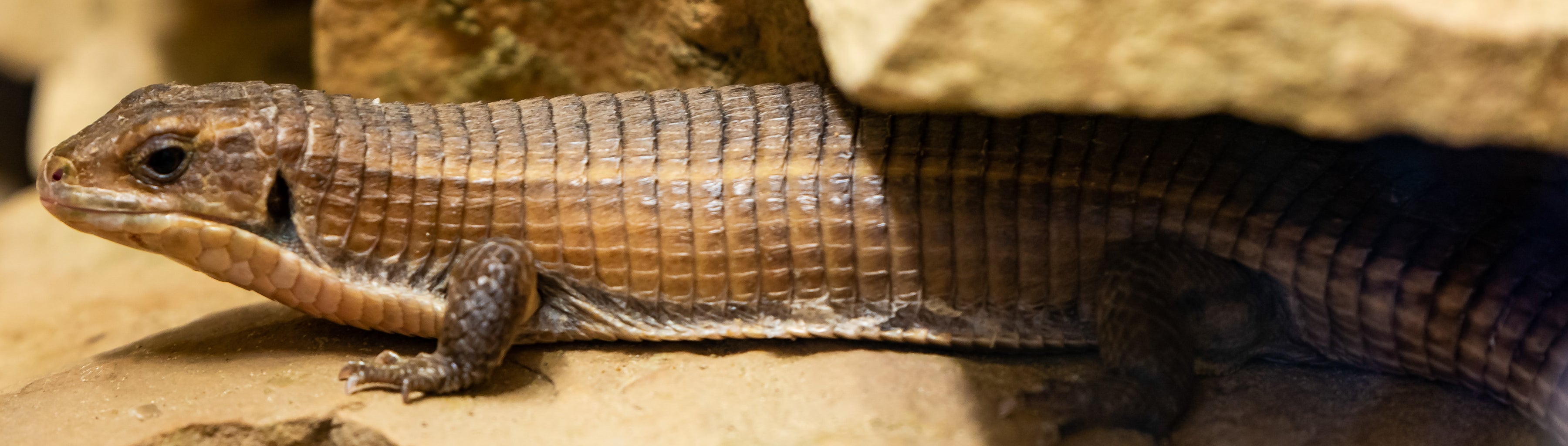 How to Care for Your Sudan Plated Lizard | Reptile Supply