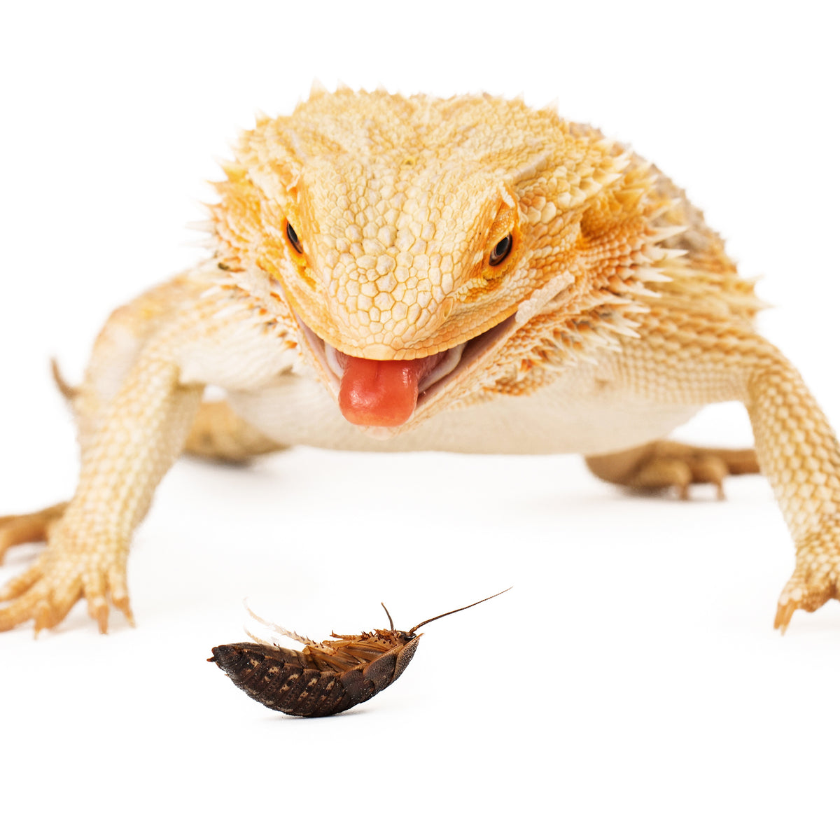 blue bug bearded dragon