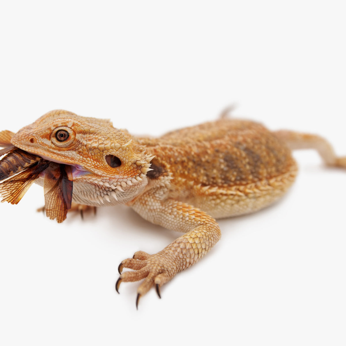 bearded dragon lizard