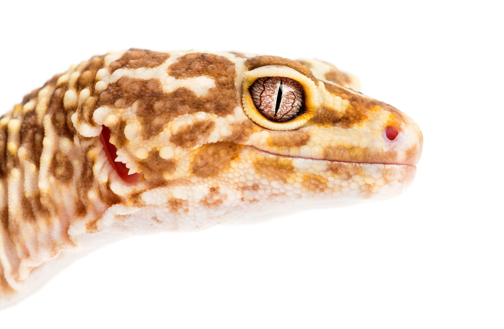 Leopard Gecko Lighting
