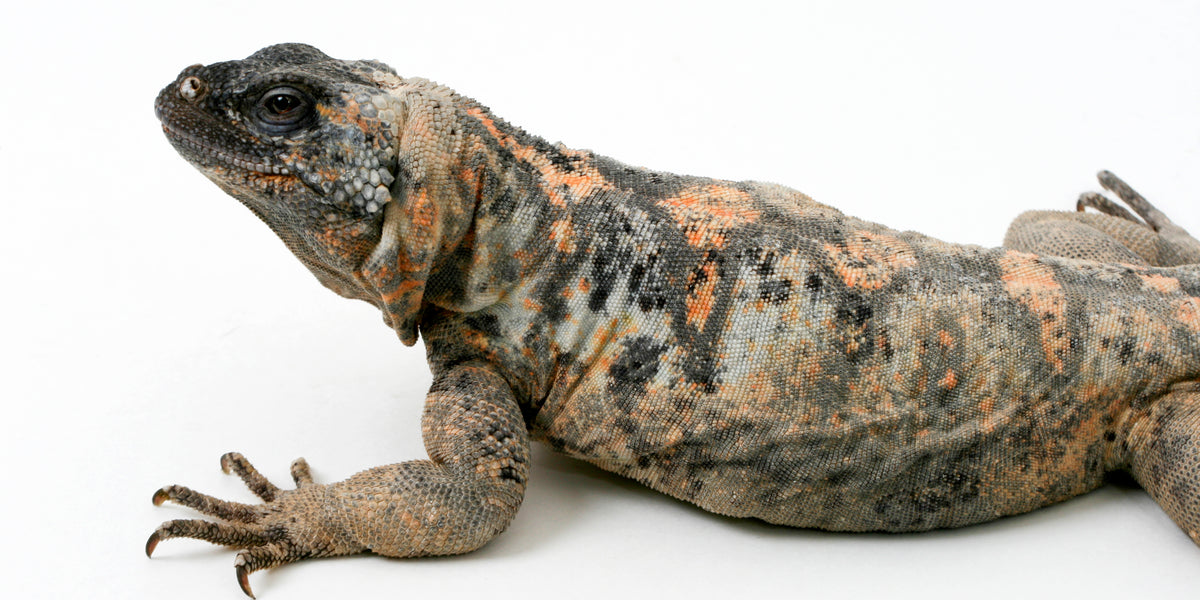 How to Care for Your Chuckwalla | Reptile Supply