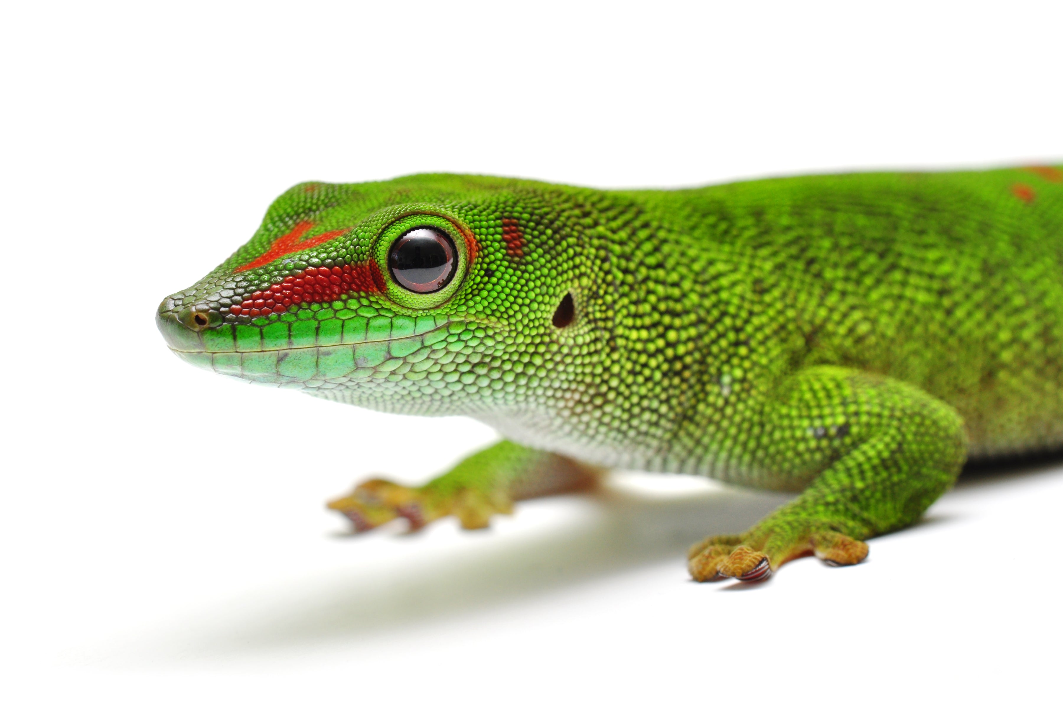 How to Care for Your Giant Day Gecko | Reptile Supply