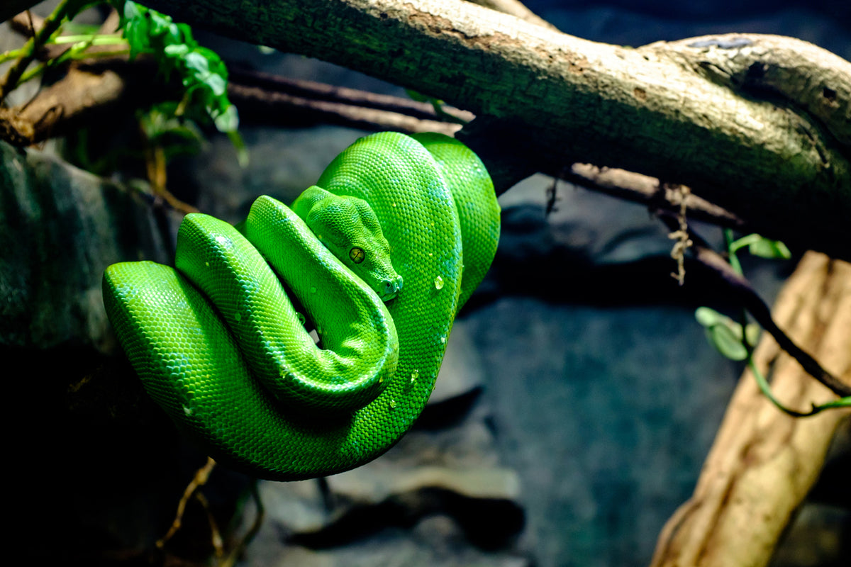 How to Care for Your Green Tree Python | Reptile Supply