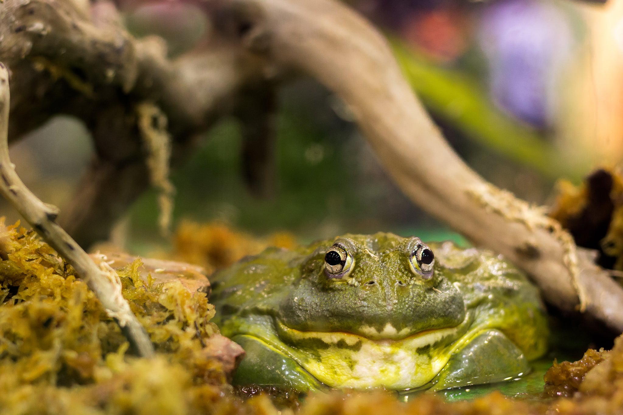 How to Care for Your Pixie Frog | Reptile Supply