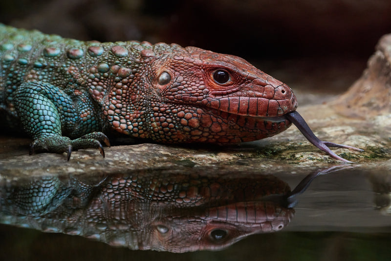 Caiman Lizard Care