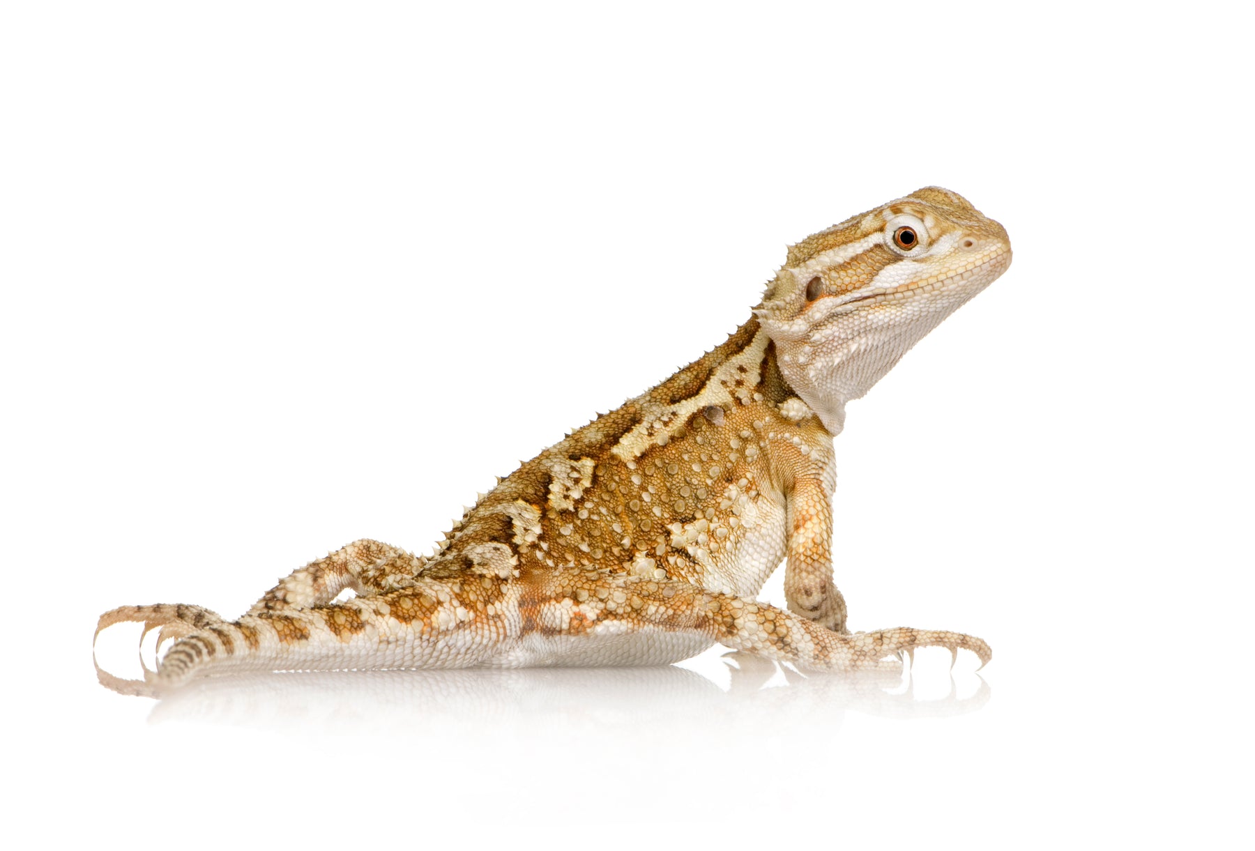 When is a Bearded Dragon a Juvenile? | Reptile Supply