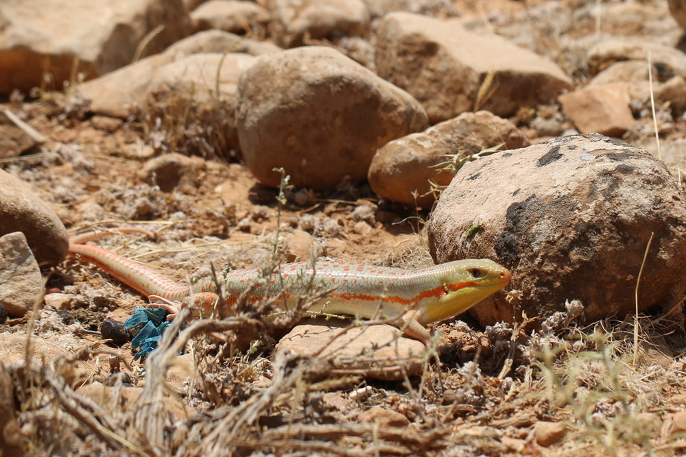How to Care for Your Schneider’s Skink | Reptile Supply