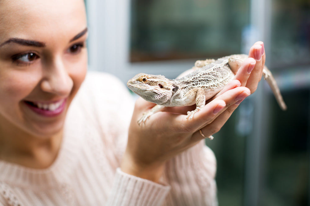 Bearded Dragon Morphs
