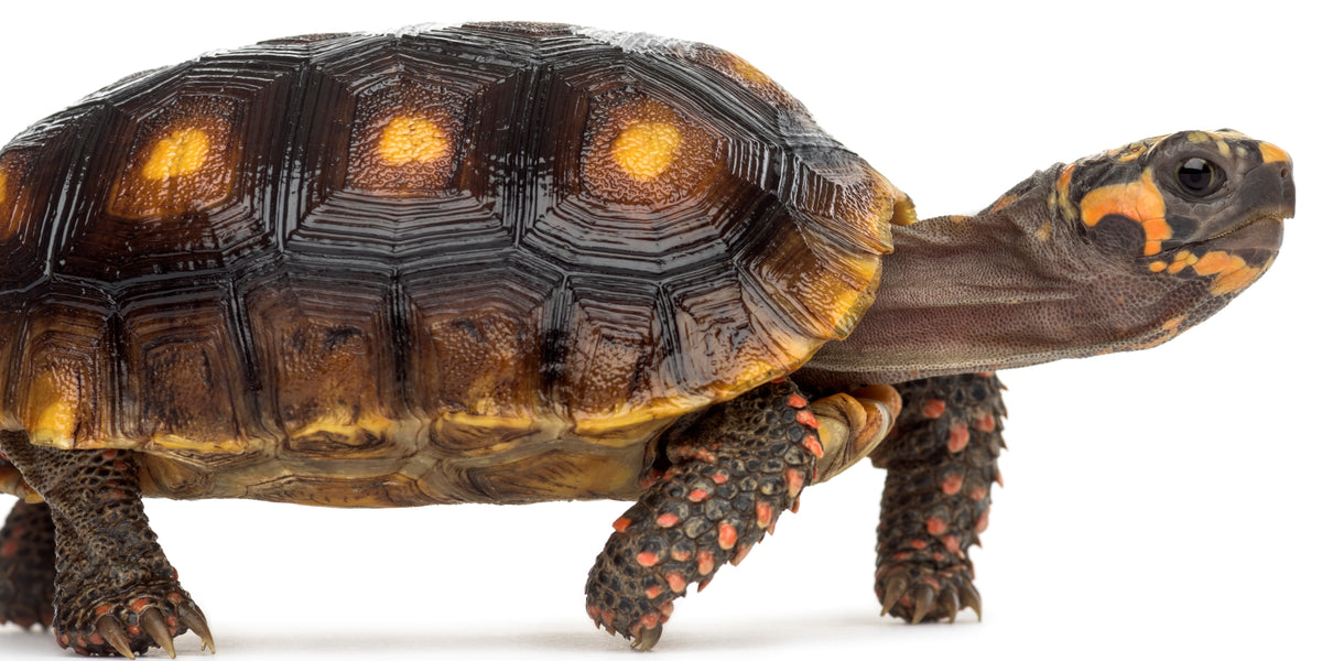 How to Care for Your Red-Footed Tortoise | Reptile Supply