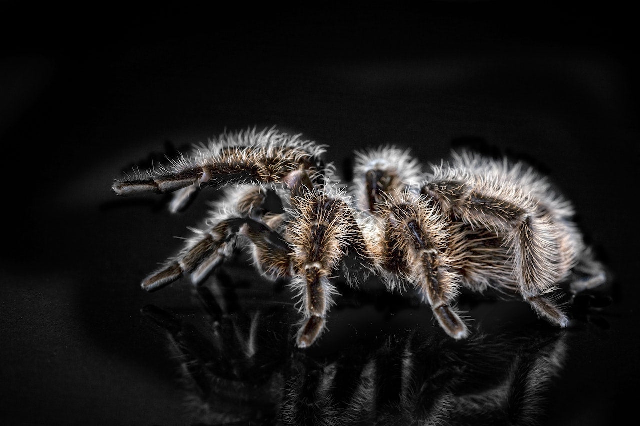 Tarantula Products & Feeders | ReptileSupply.com