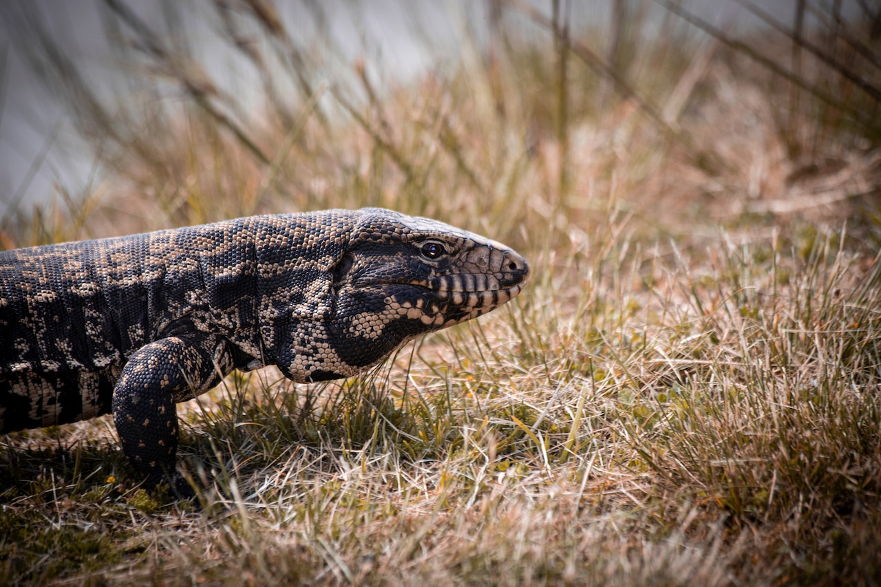 Tegu Care Products & Live Insects | ReptileSupply.com