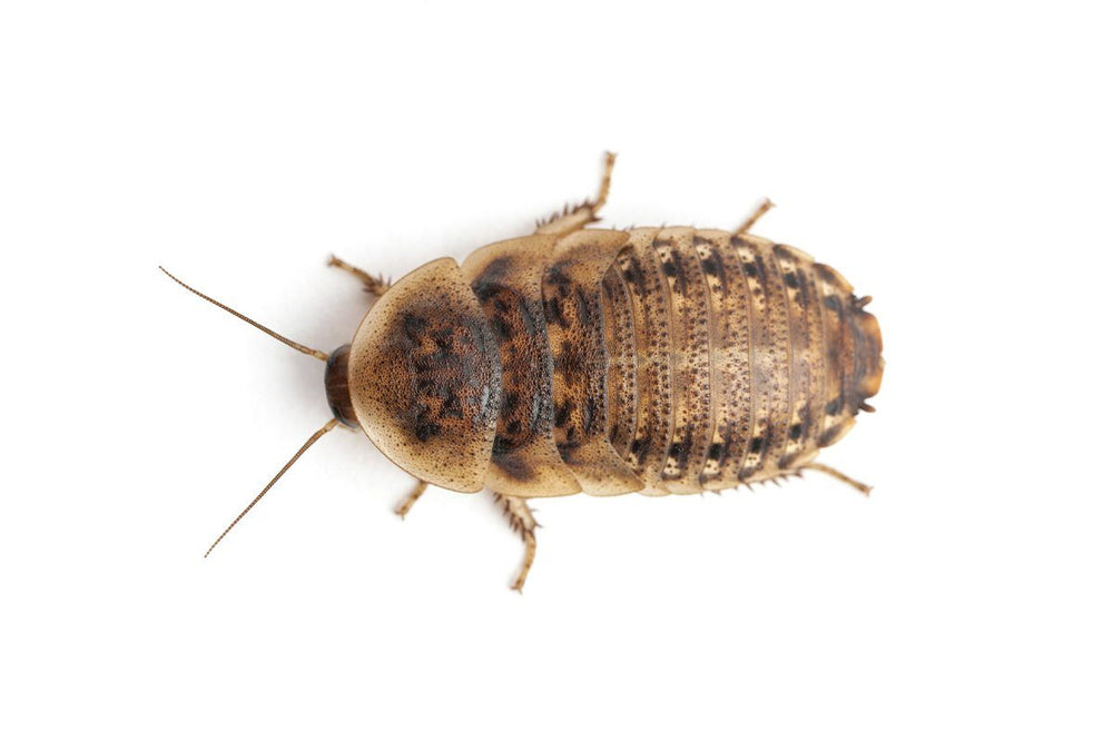 Dubia Roaches For Sale - Premium Reptile Nutrition | ReptileSupply.com