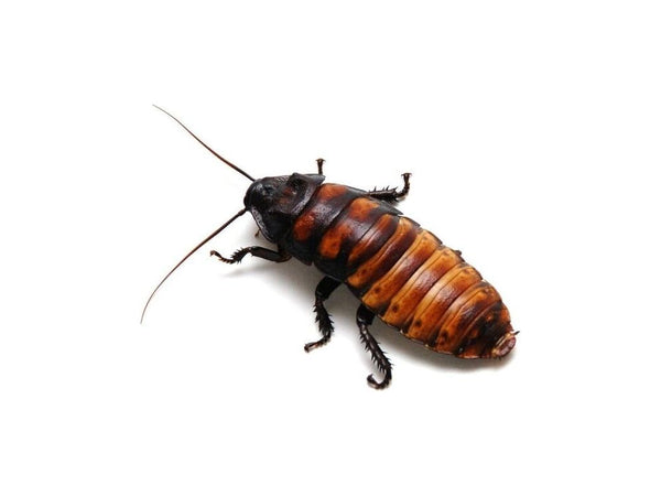 Adult Female Madagascar Hissing Cockroach for Sale | ReptileSupply.com