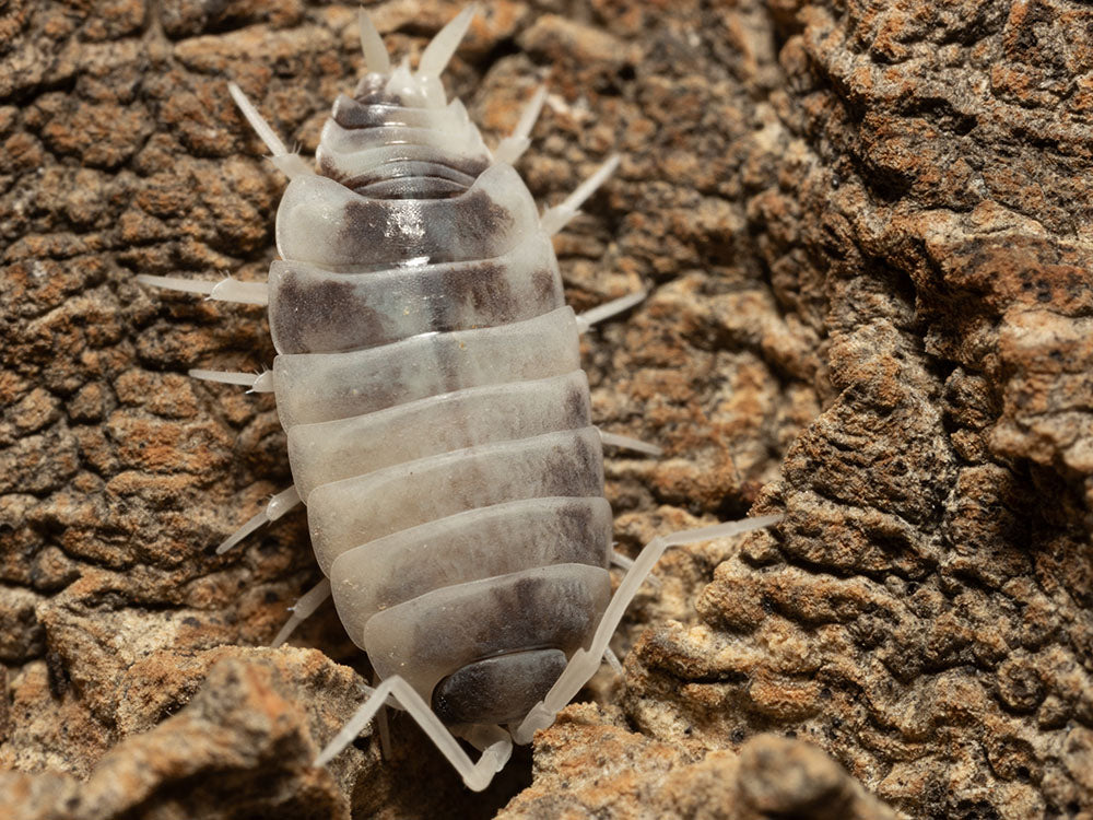 Oreo Crumble Isopods (Porcellionoides pruinosus) - 10 Count ...