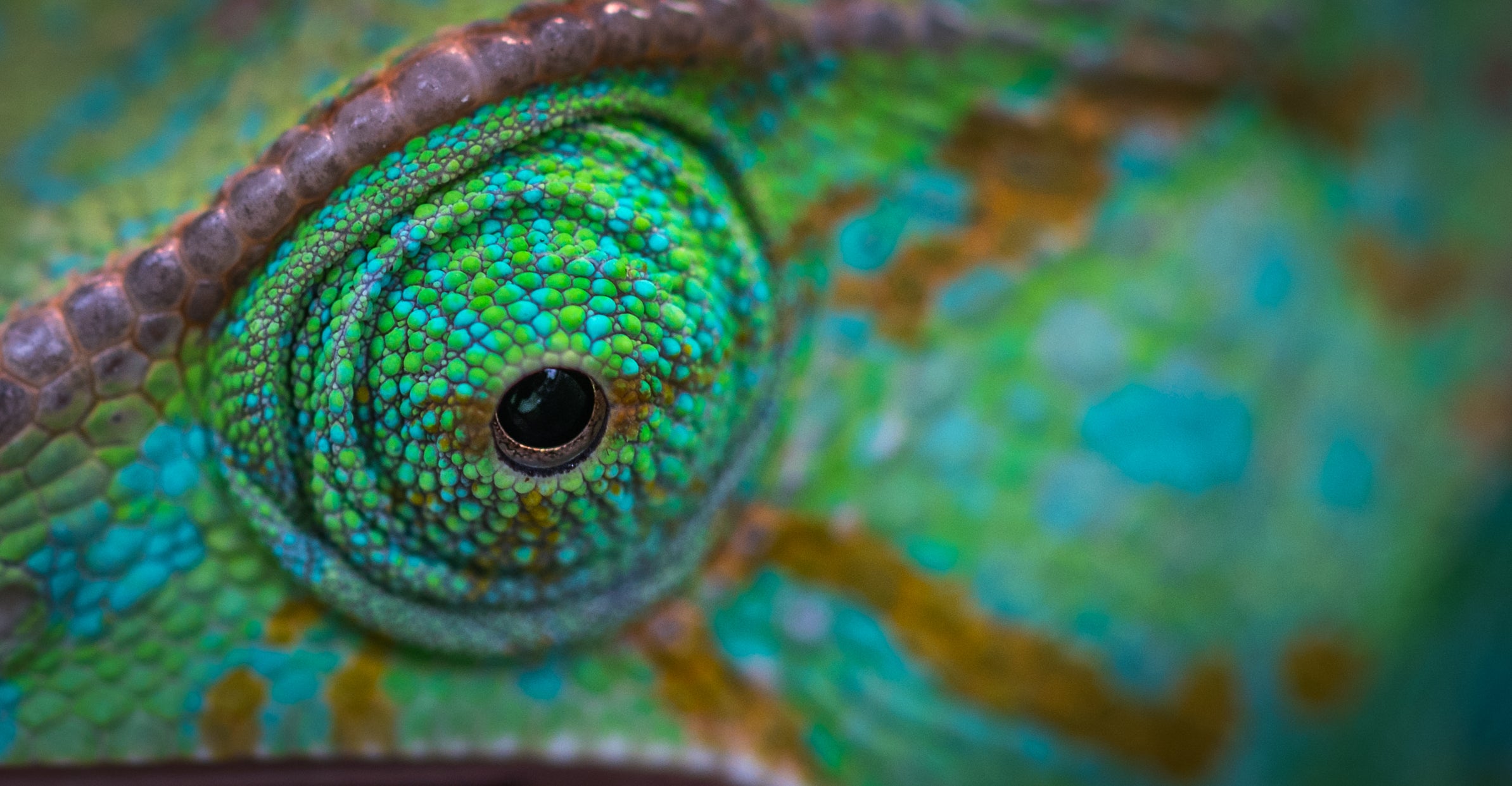 Reptile Supplies and Products » Reptile Supply