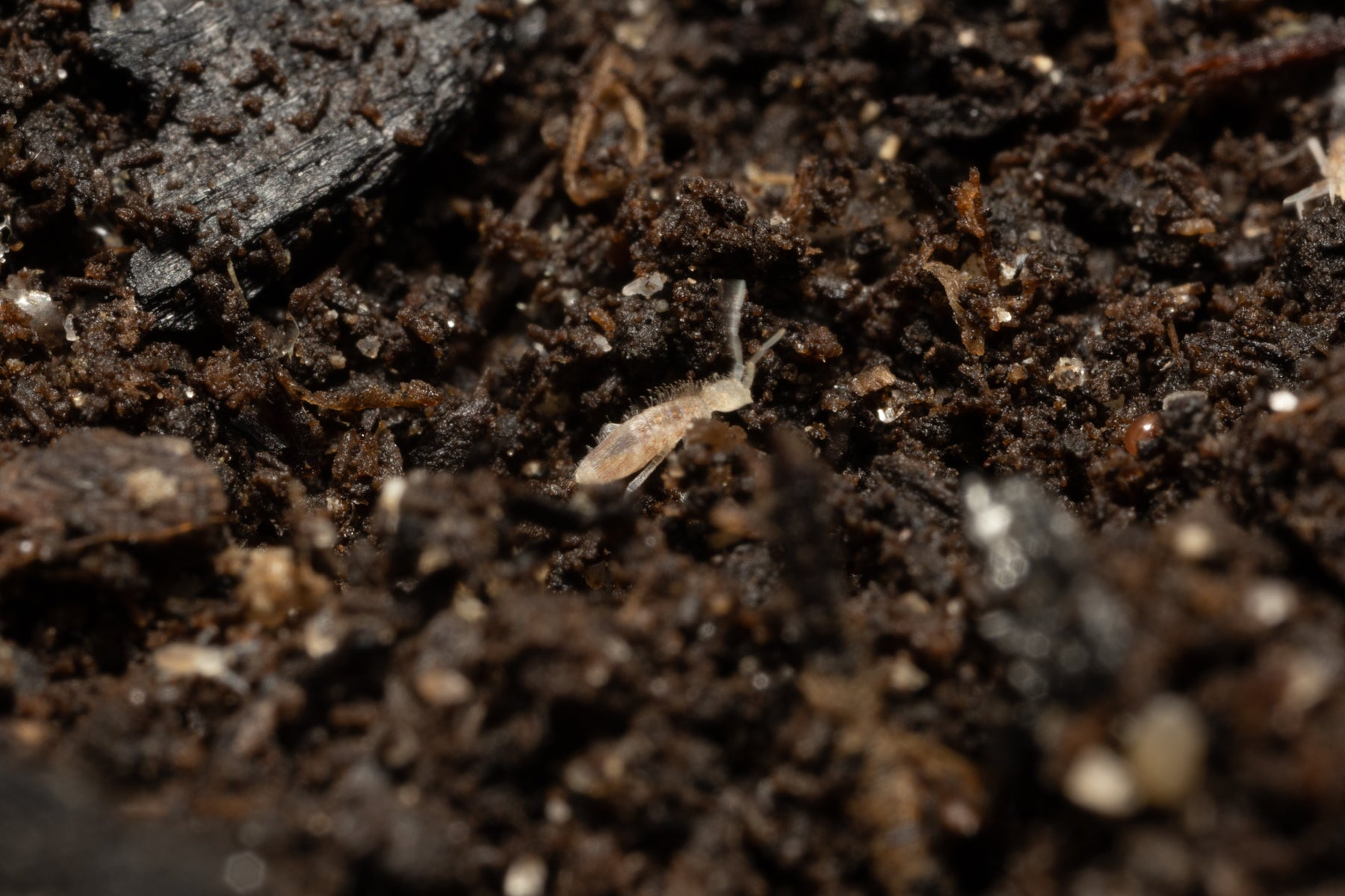 Springtails for Reptile Care | Buy Live Springtails at ReptileSupply.com