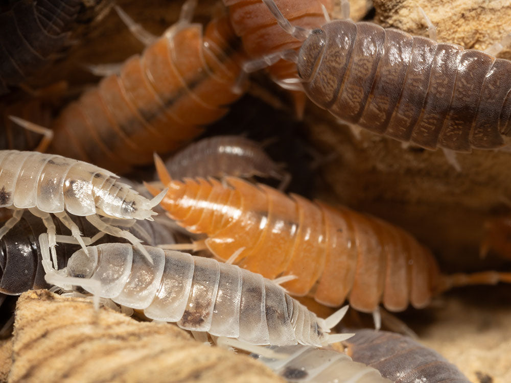 "Powder Mix" Isopods (Porcellionides pruinosus) - 10 Count ...